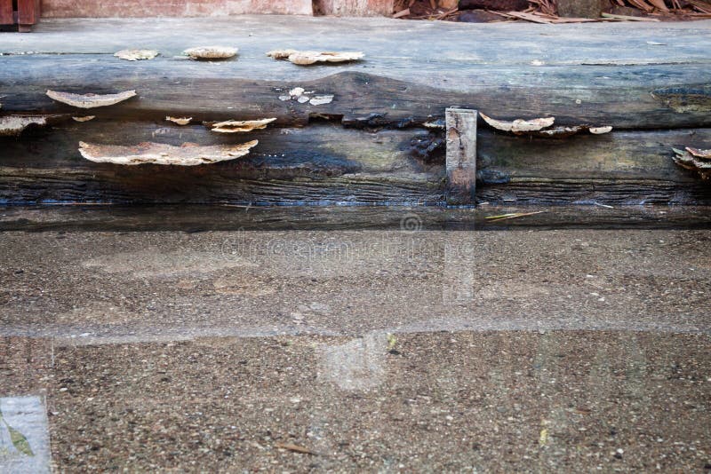 Tree Reflection on Spring Water Stock Image - Image of relaxation ...