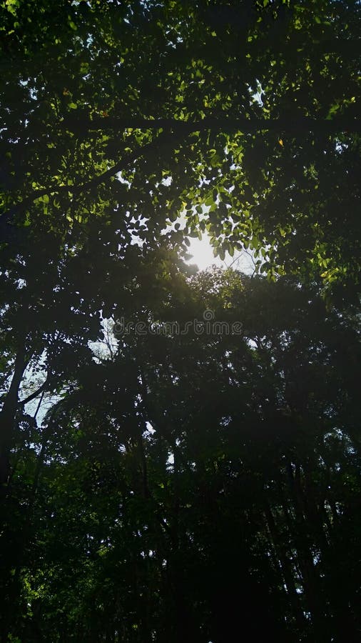 Tree with Reflection of Sunlight Stock Image - Image of reflection ...