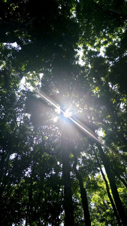 Tree with Reflection of Sunlight Stock Photo - Image of tree ...