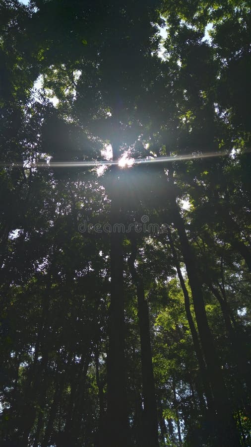 Tree with Reflection of Sunlight Stock Image - Image of lighting ...