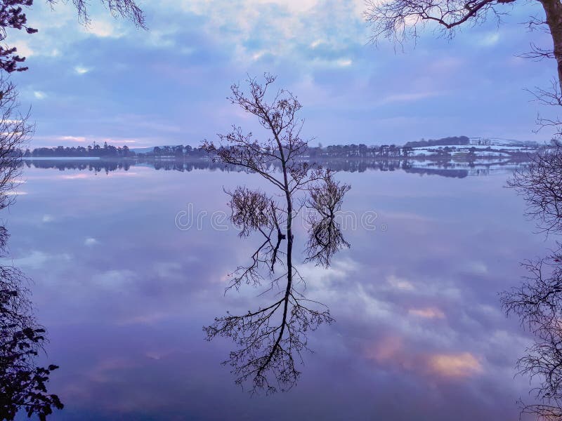 Tree Reflection on Vartry Lake in the Winter Stock Image - Image of ...
