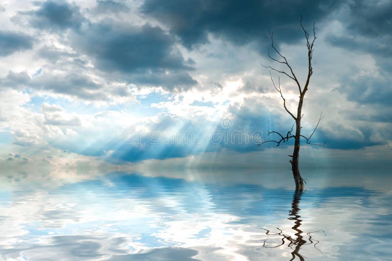 Tree Reflection Water Stock Photos - Download 305,874 Royalty Free Photos