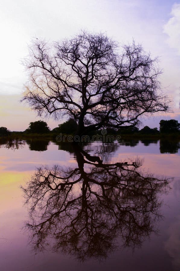 Tree with reflection stock image. Image of bank, river - 37560947