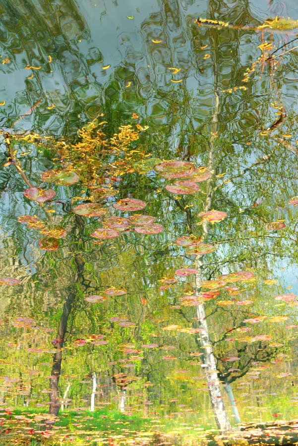 Tree Reflection in the Water Stock Photo - Image of beautiful, little ...