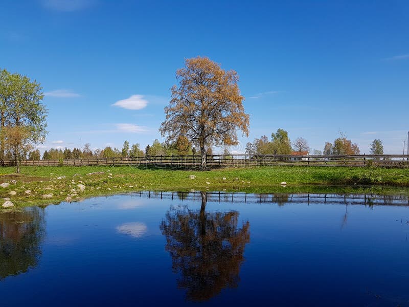 Tree Reflection in the Water Stock Photo - Image of reflection, trees ...