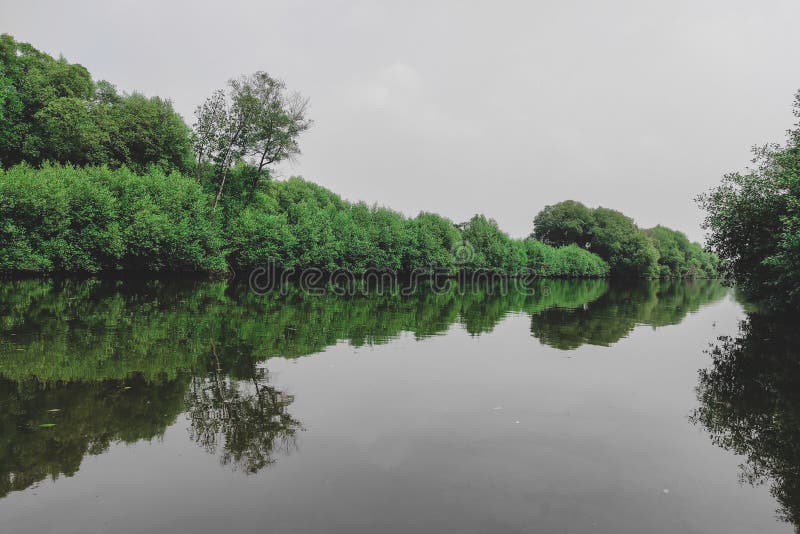 Tree reflection on water stock image. Image of grass - 195853795