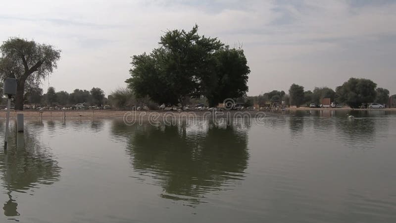 Tree Reflection in Water. Lake View in Desert Stock Video - Video of ...