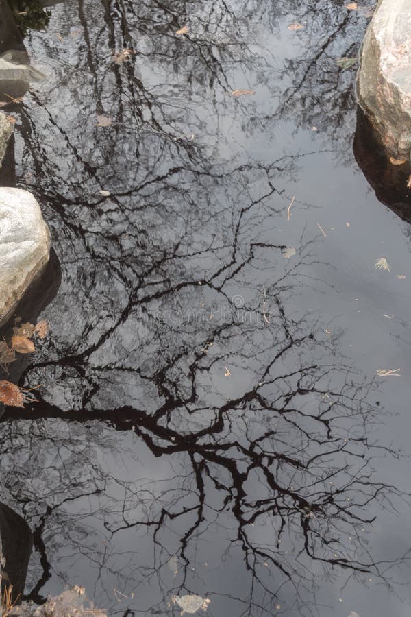 Tree reflection in water stock image. Image of lake - 109646581