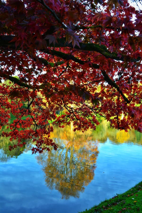 Red leaves reflection stock photo. Image of water, leaves - 103316660