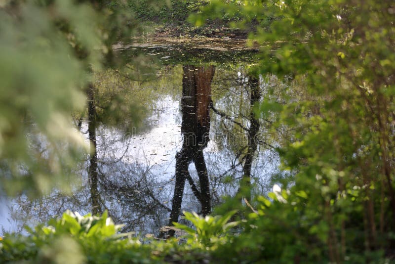 Tree reflection in water stock photo. Image of green - 146760108
