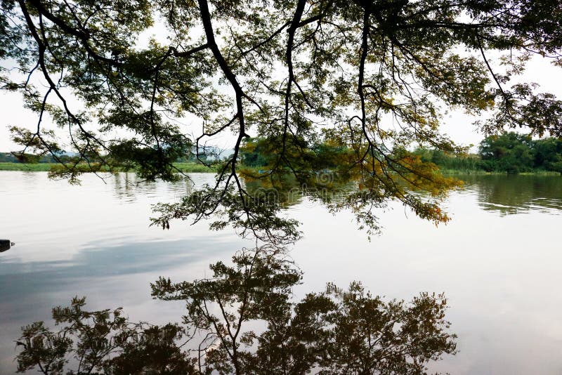 Tree Reflection in Water, Spring Stock Photo - Image of summer, park ...