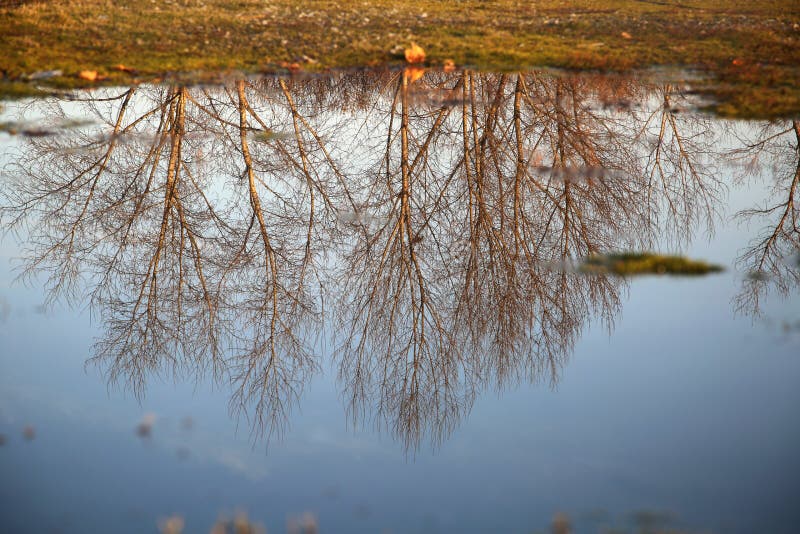 Tree Reflection on Water Surface Stock Image - Image of leaves, wood ...