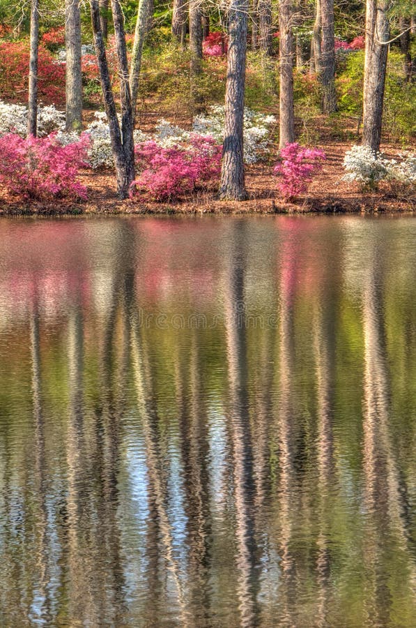 Tree reflections stock image. Image of flower, bush, blooming - 26109359
