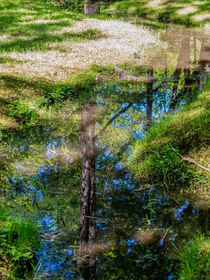 Tree reflections stock photo. Image of pure, nature, natural - 72999304