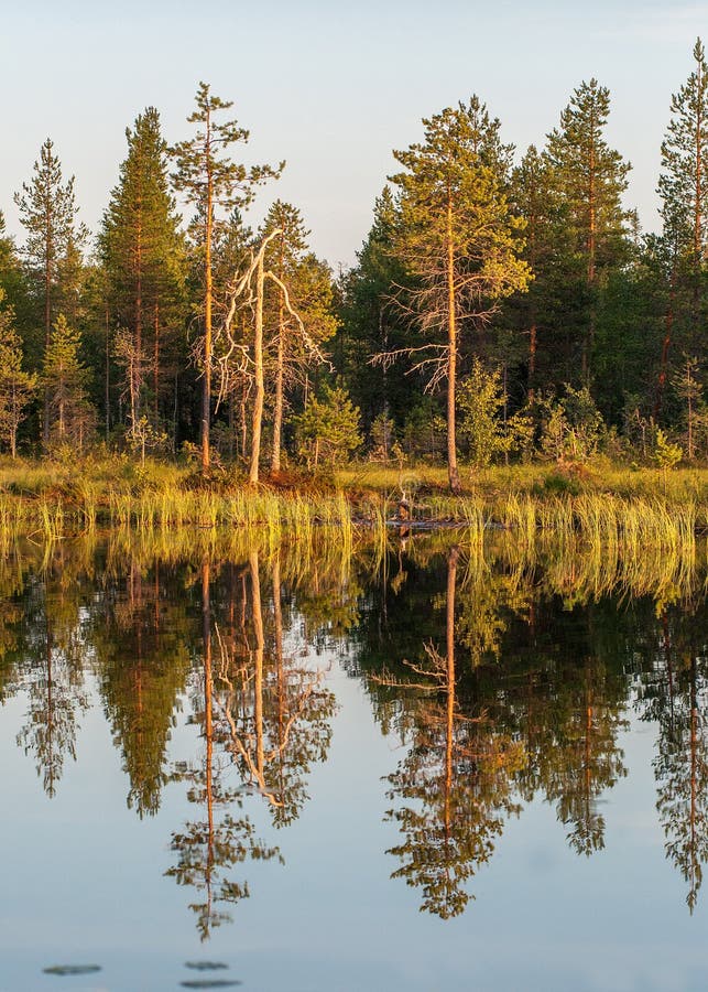 Tree reflections sunrise stock photo. Image of pier, docks - 59980476
