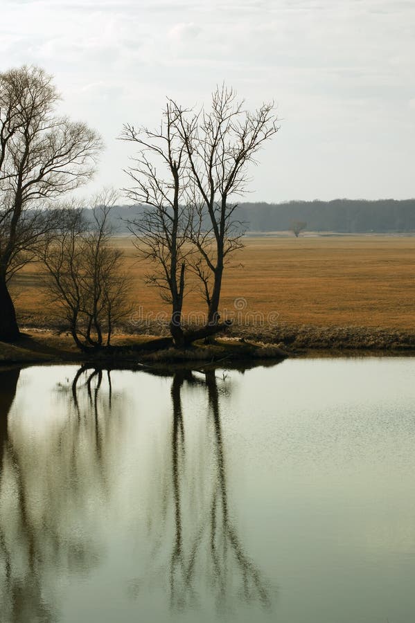 Tree reflections in water stock image. Image of nature - 76919197