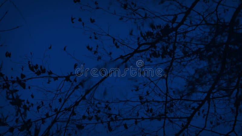 Rain Ripples Tree Reflection in Pool at Night Stock Footage - Video of ...