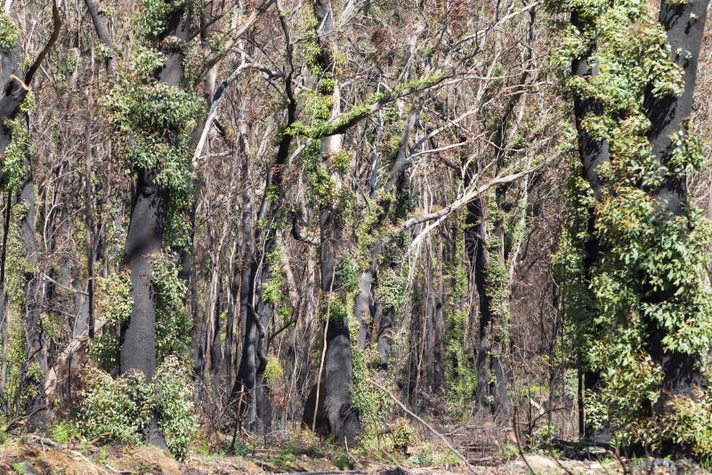 Tree Regeneration in the Blue Mountains after the Australian Bush Fires ...