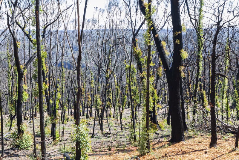 Tree Regeneration after the Australian Bush Fires Stock Photo - Image ...