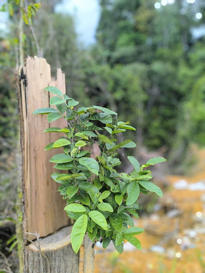Tree regeneration stock image. Image of grow, regeneration - 372959279