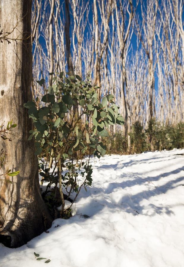 Tree Regrowth stock photo. Image of woodland, burn, saturday - 43016316