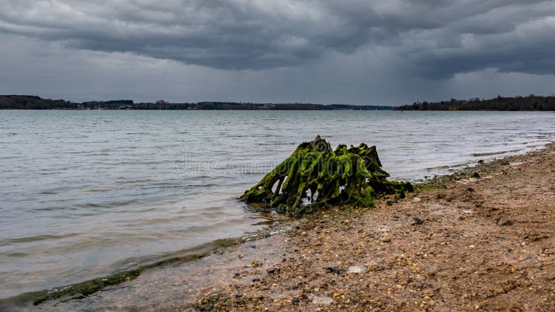 Tree Relic Exposed by Low Tide Stock Photo - Image of root, coast ...