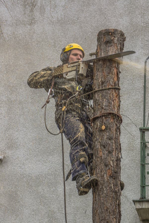 Tree removal editorial photography. Image of outdoors - 36740962