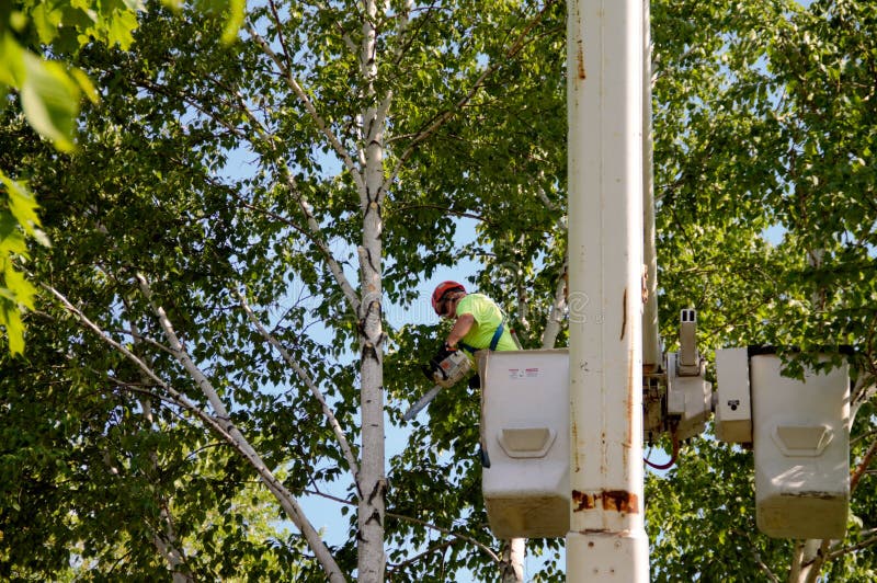 Tree Removal Using a Boom Bucket Editorial Image - Image of bucket ...