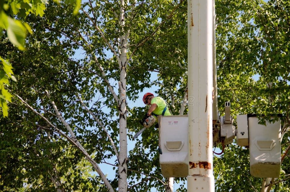 Tree Removal Using a Boom Bucket Editorial Image - Image of bucket ...