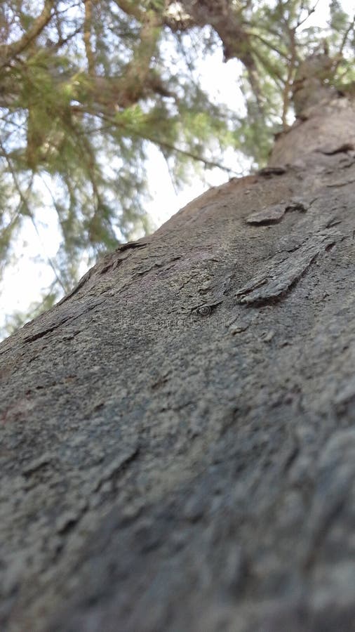 Tree stock photo. Image of grow, tree, body, represents - 45975114