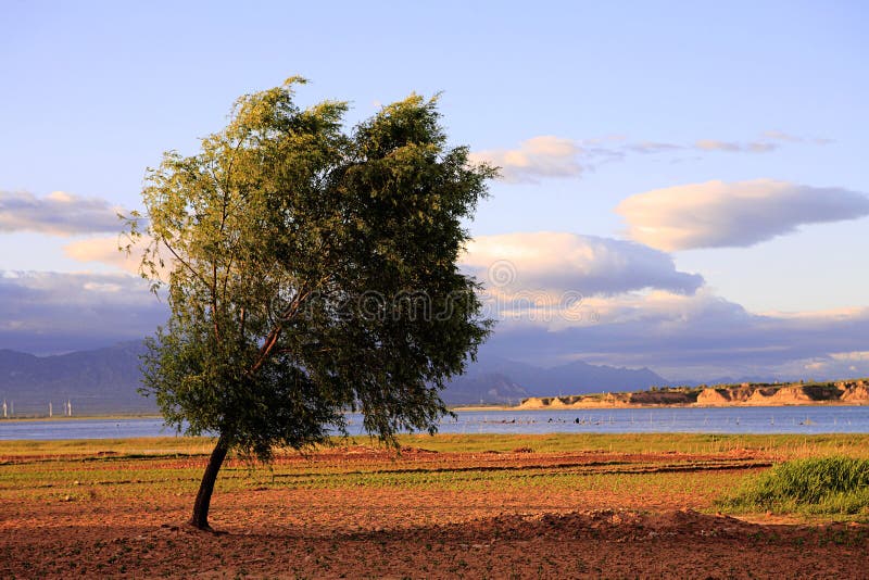 Tree by reservoir stock photo. Image of sunset, coast - 19877496