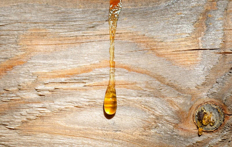 Tree Resin stock photo. Image of natural, resin, crystal - 205478742
