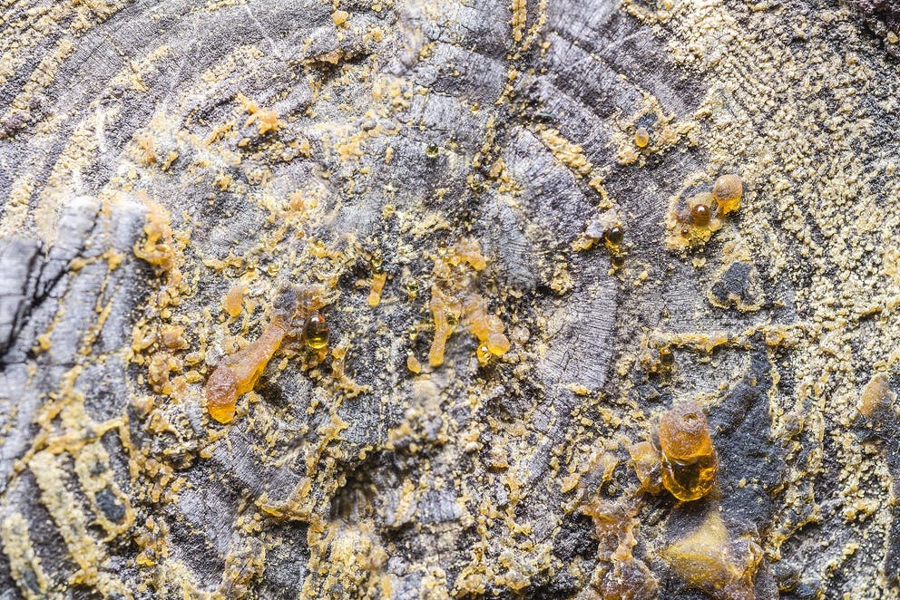 Tree Resin stock photo. Image of balsam, geologic, close - 24729924