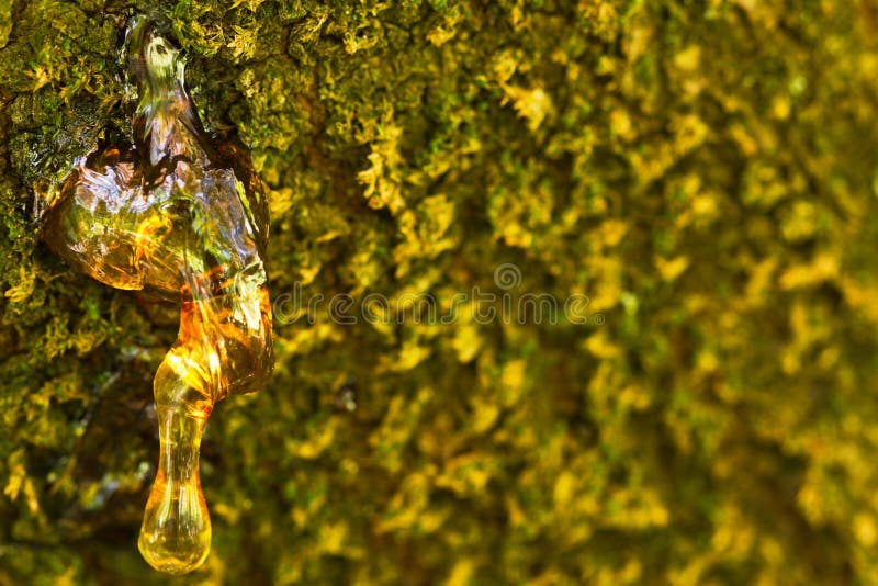 Tree resin stock image. Image of trunk, vibrant, detail - 26081099