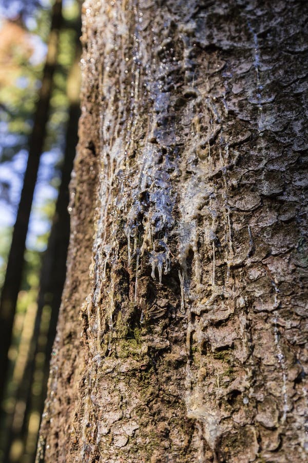 On a tree resin stock photo. Image of resinous, bark - 34059642