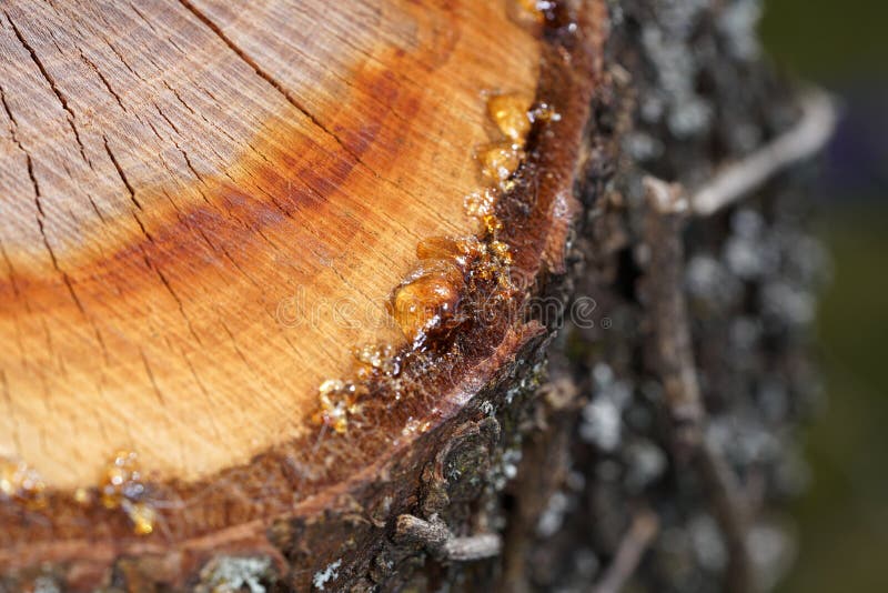 Tree Resin on a Freshly Cut Tree with the Macro Photographed ...
