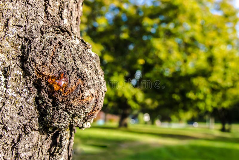 1,046 Sticky Tree Resin Stock Photos - Free & Royalty-Free Stock Photos ...
