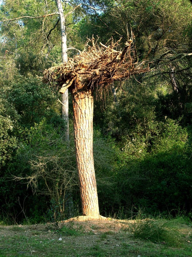 Tree in reverse stock image. Image of reverse, roots - 18996991