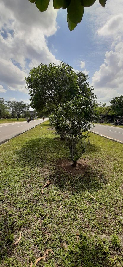 Tree in Rhe Way with Beauty Cloud Stock Image - Image of tress, tree ...