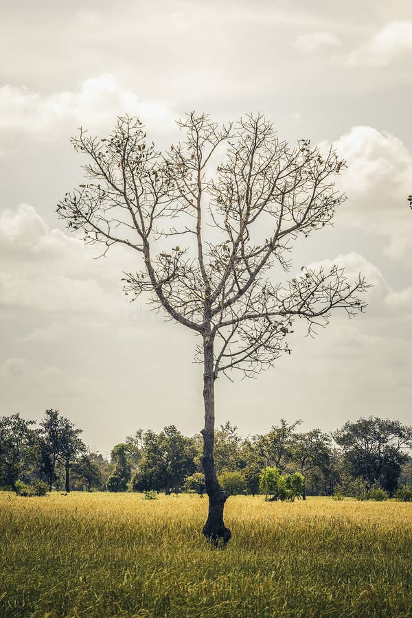 Tree in the rice field stock photo. Image of hill, grain - 104001406