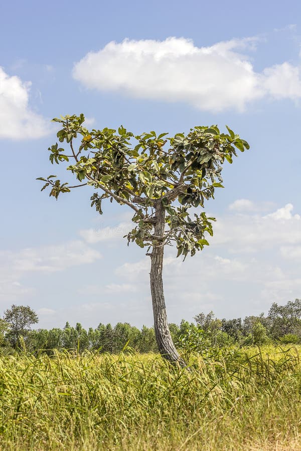 Tree in the rice field stock photo. Image of farm, mountain - 104001336