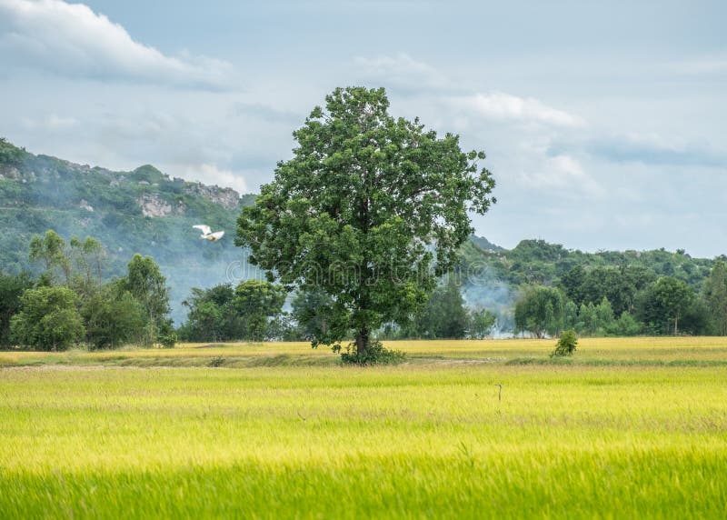 Tree on Rice Field with Blue Sky Stock Photo - Image of natural, lonely ...