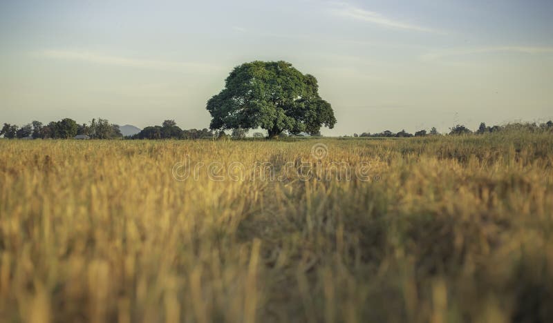 Tree stock photo. Image of trees, landscapes, fields - 66595156