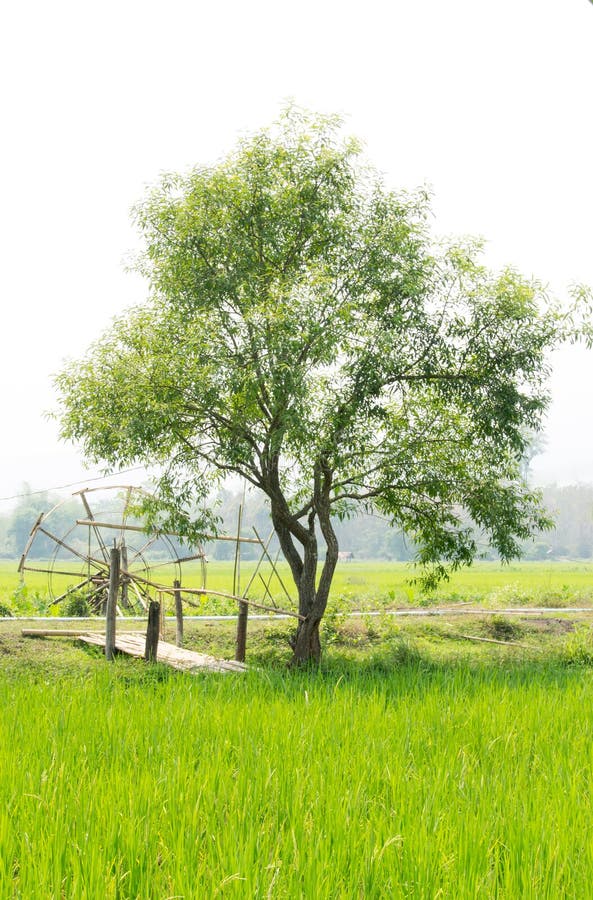Tree in the rice field stock photo. Image of grass, asian - 31271384