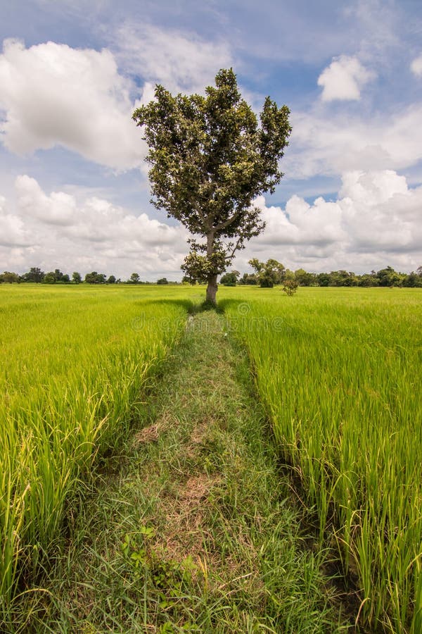 1,079 Single Rice Plant Stock Photos - Free & Royalty-Free Stock Photos ...
