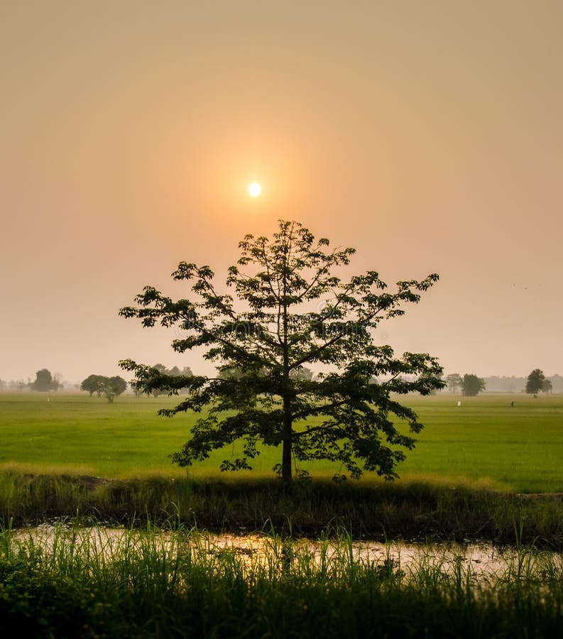 Tree in Rice Field with Sunrise Stock Image - Image of countryside ...
