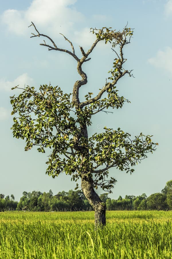 Tree in the Rice Field Thailand Stock Image - Image of field ...
