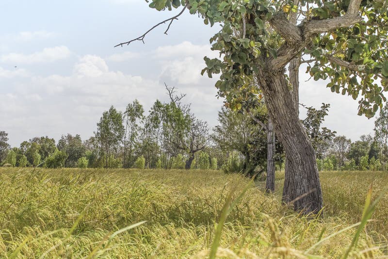 Tree in the rice field stock photo. Image of hill, grain - 104001406