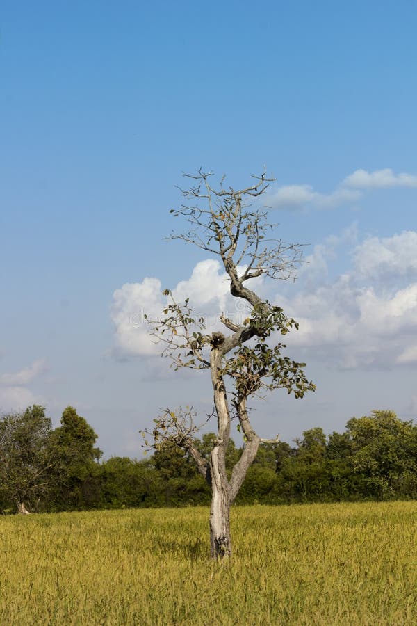Tree in the rice field stock photo. Image of hill, grain - 104001406