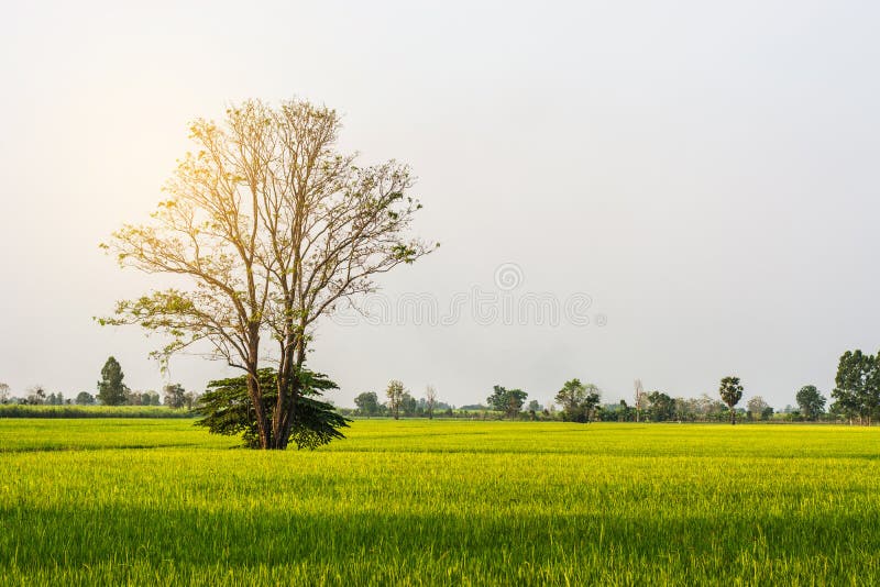 A tree in rice fields stock image. Image of bright, blue - 116816397